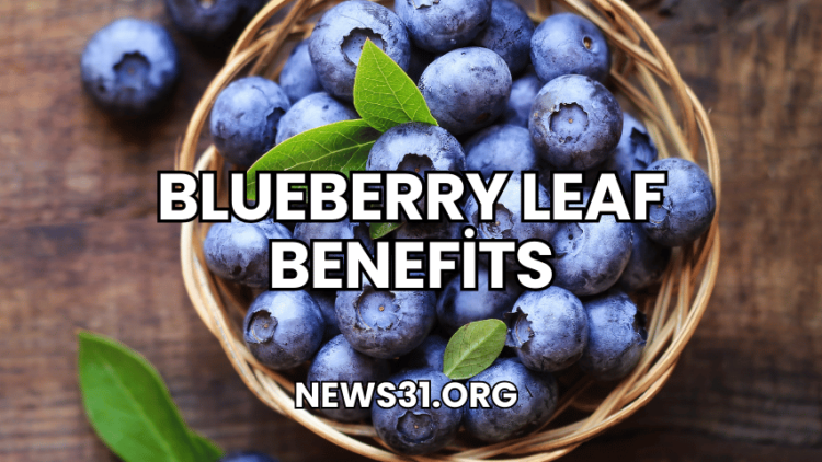 Blueberry Leaf Benefits - News 31